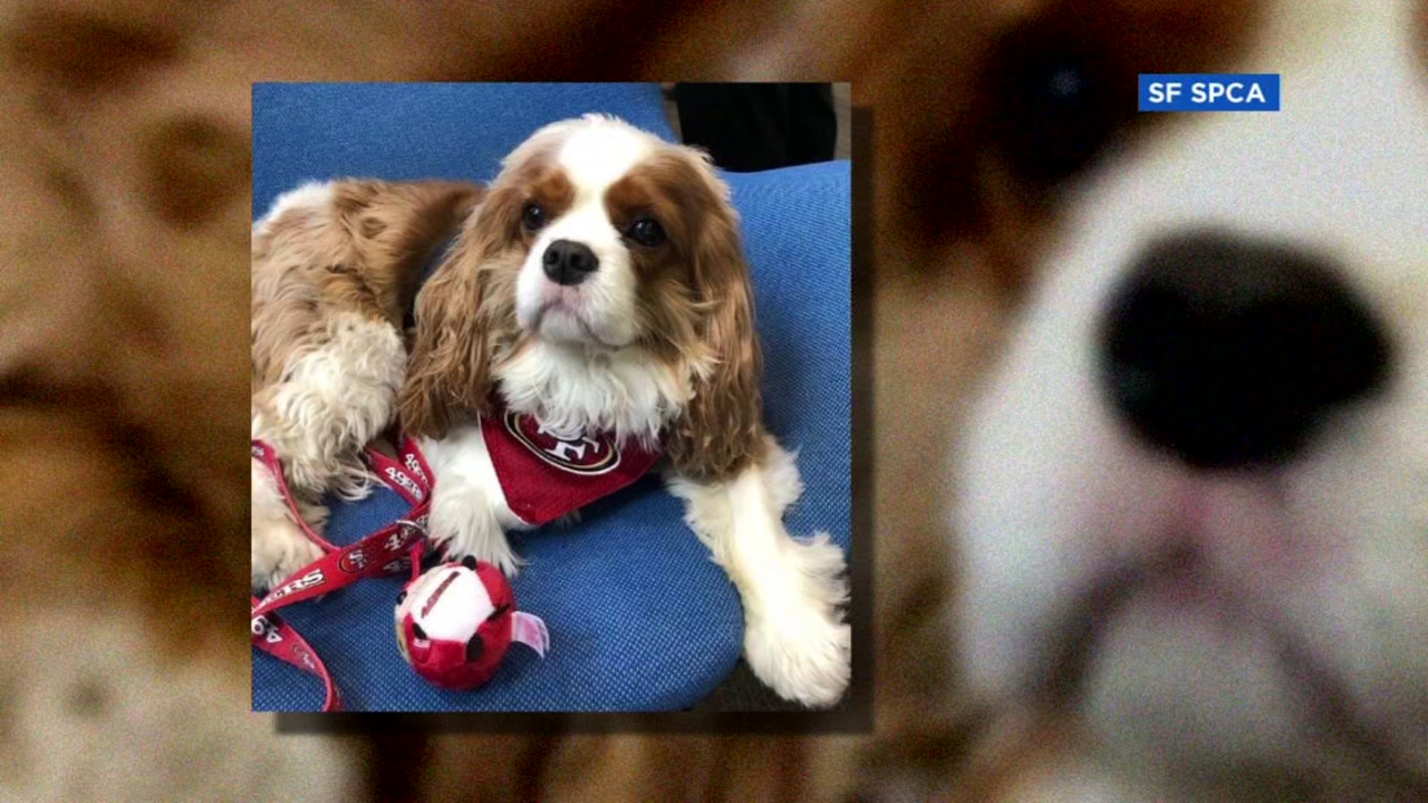 NFC Championship: San Francisco SPCA discounting fees for all adult ...