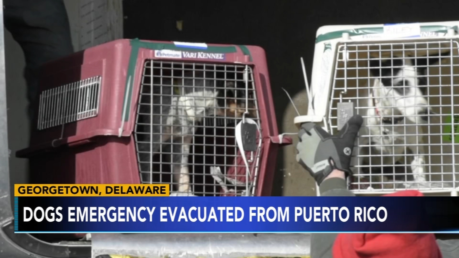 35 dogs saved from earthquake-ravaged Puerto Rico up for adoption at ...