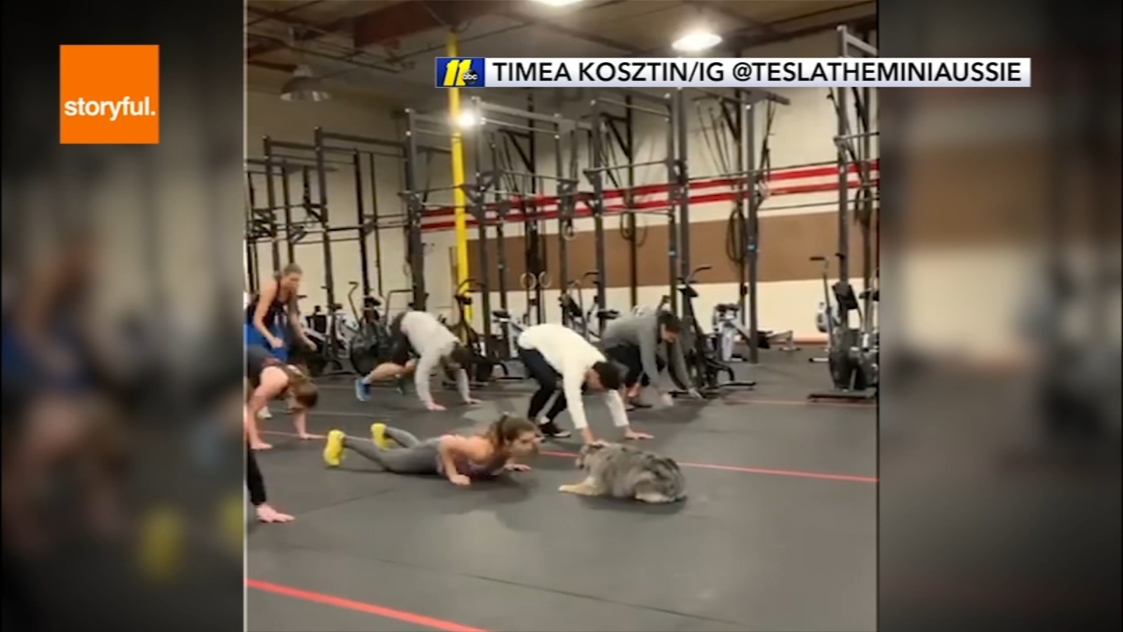 Video: Dog joins gym workout, does handstands, burpees - ABC11 Raleigh ...