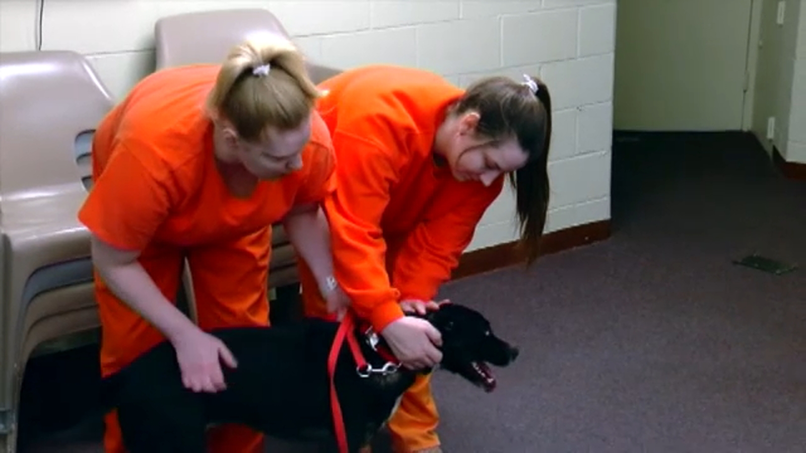 Be Kind: Prison inmates in upstate New York train stray puppy for ...