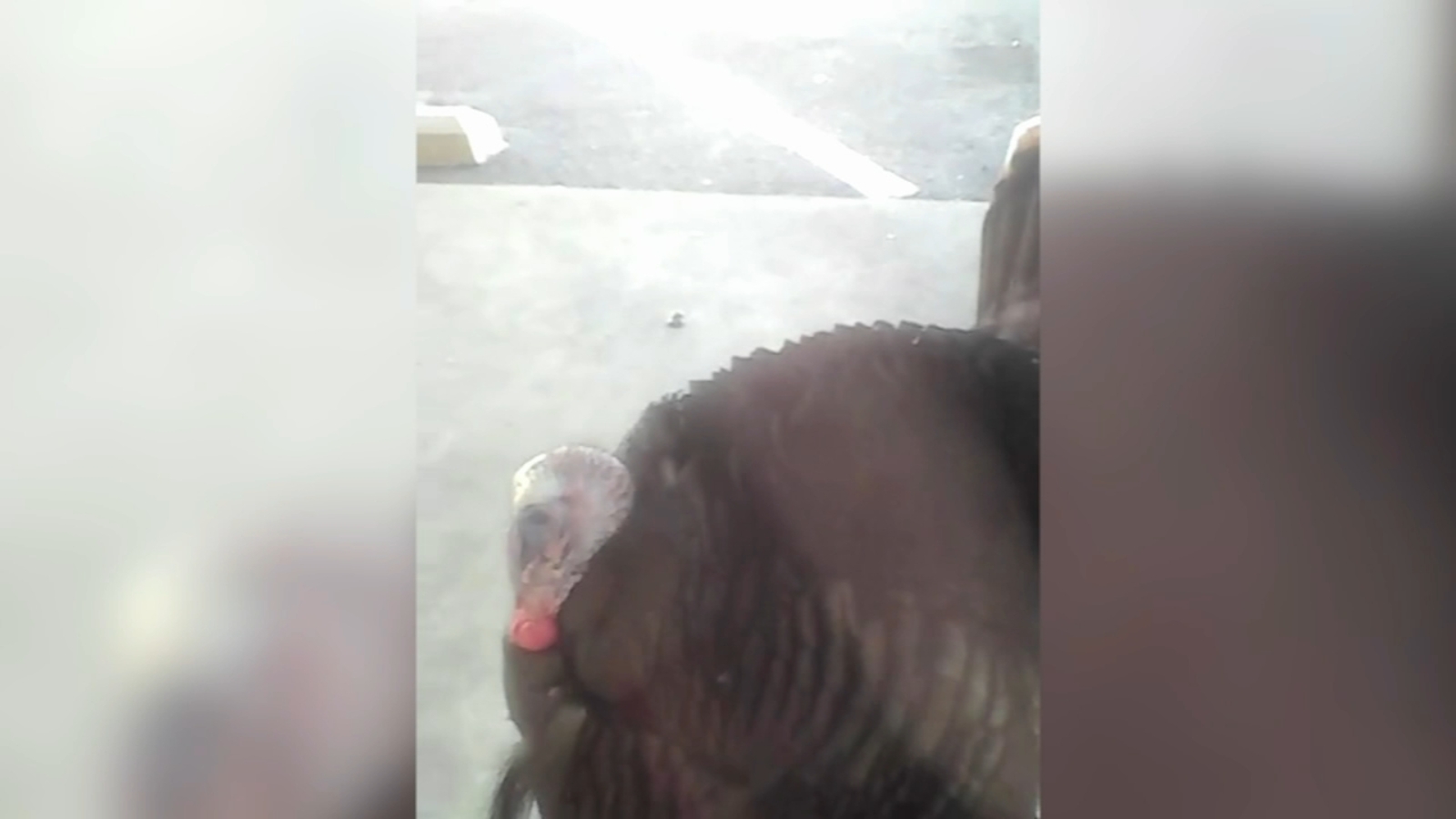 Glenny the turkey euthanized after being rescued in Haddon Heights, New ...