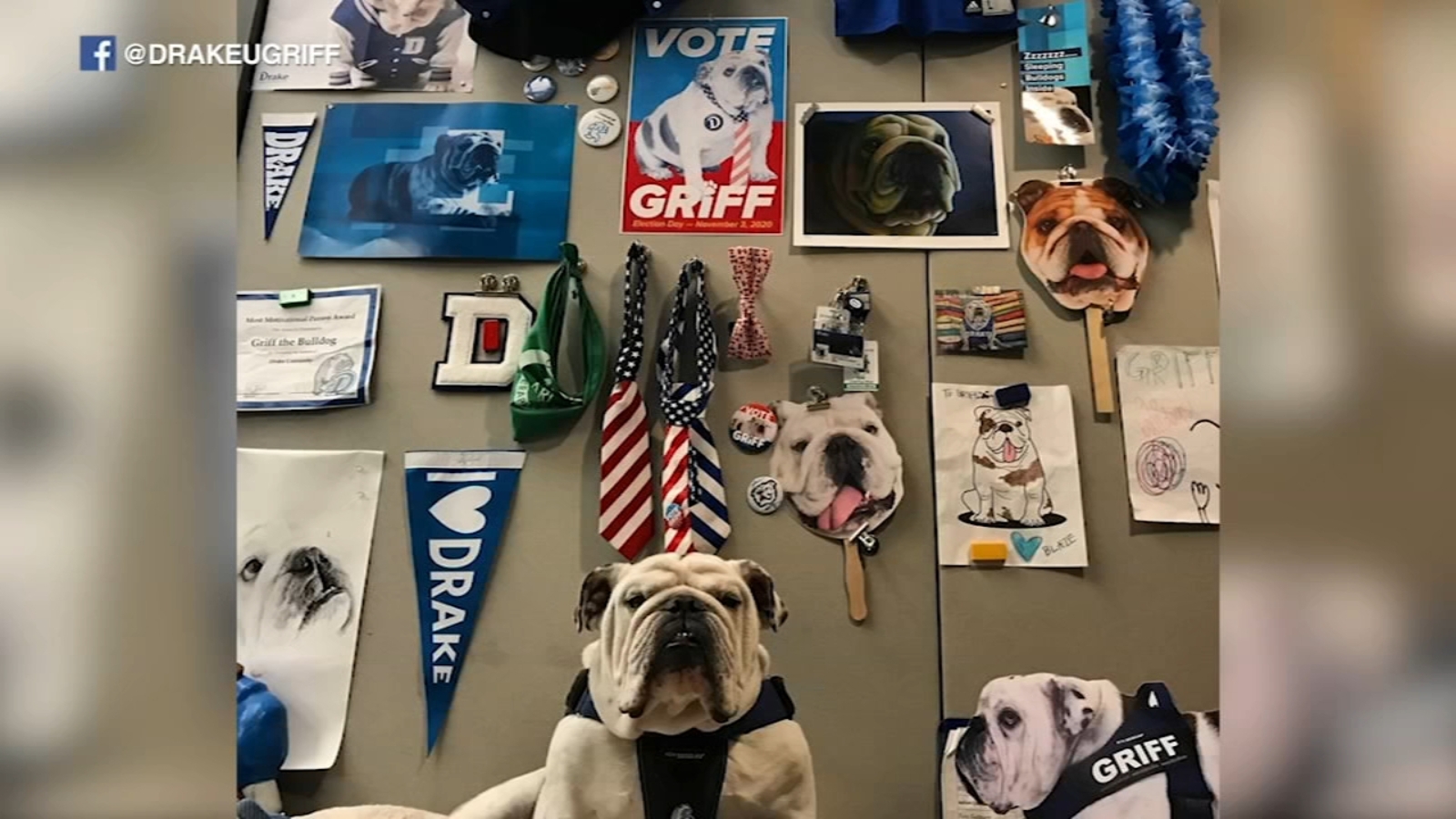 Drake University mascot, Griff the bulldog, makes rounds ahead of Iowa ...