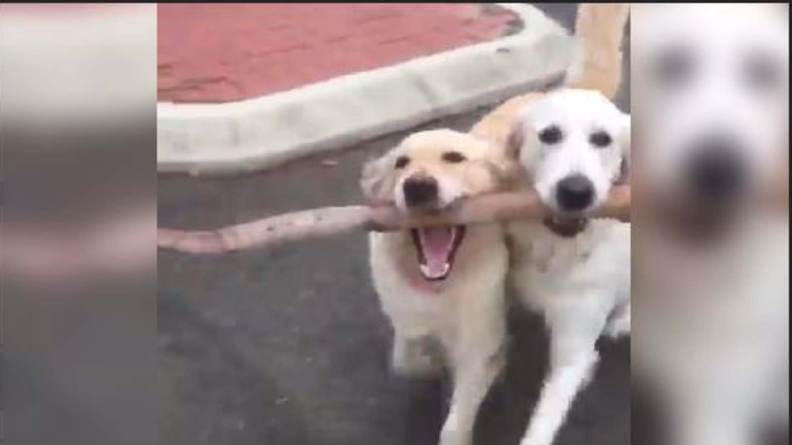 Adorable video shows dogs teaming up to carry giant branch - ABC13 Houston