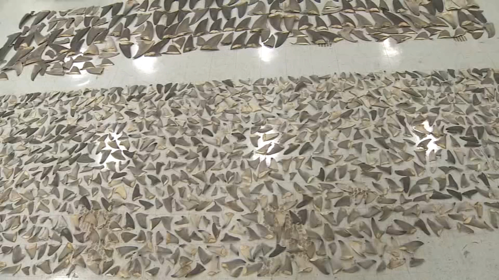 Shark fin seizure: US Fish and Wildlife confiscate $1M worth of animal ...