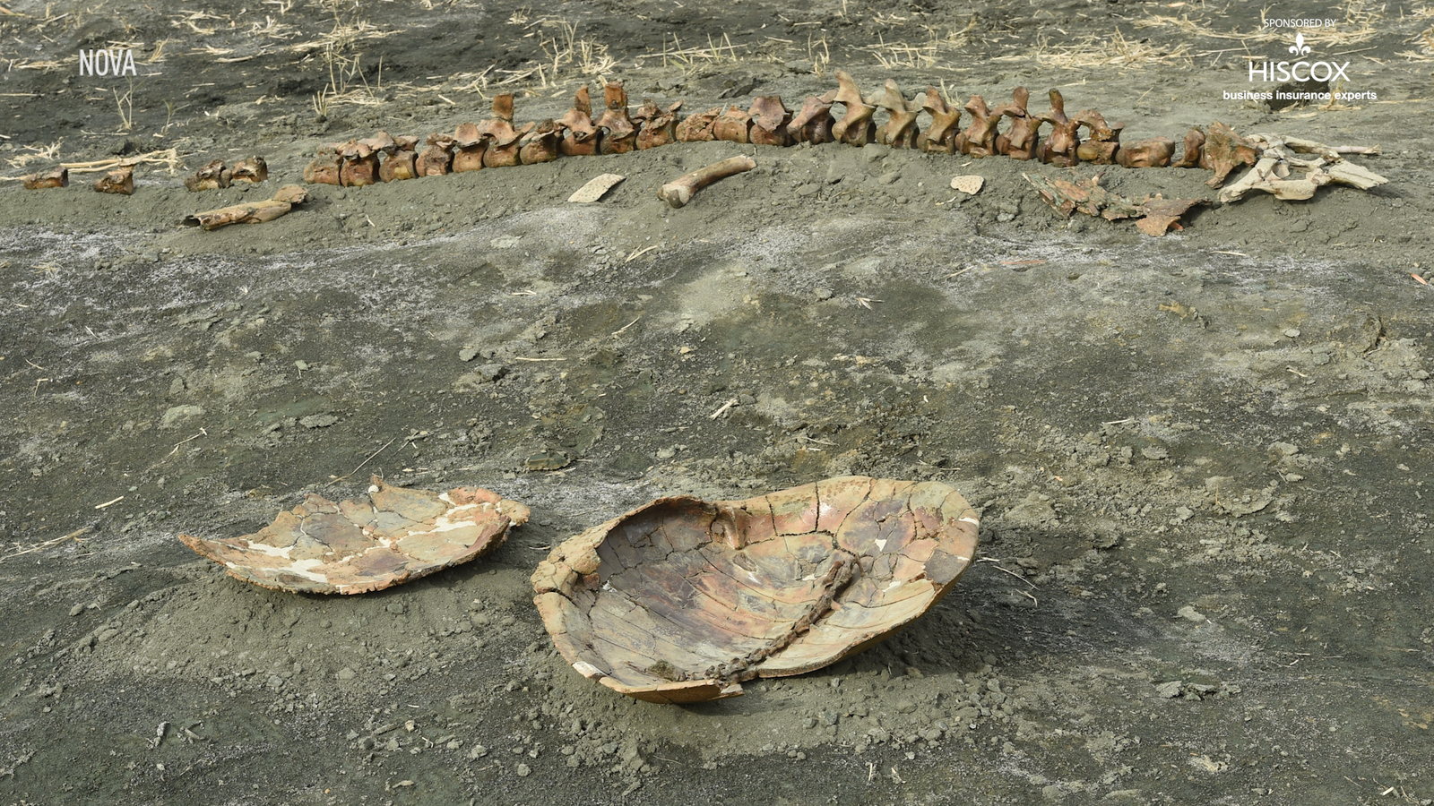 Rowan's Fossil Park takes you back to the dinosaur era - ABC7 Los Angeles