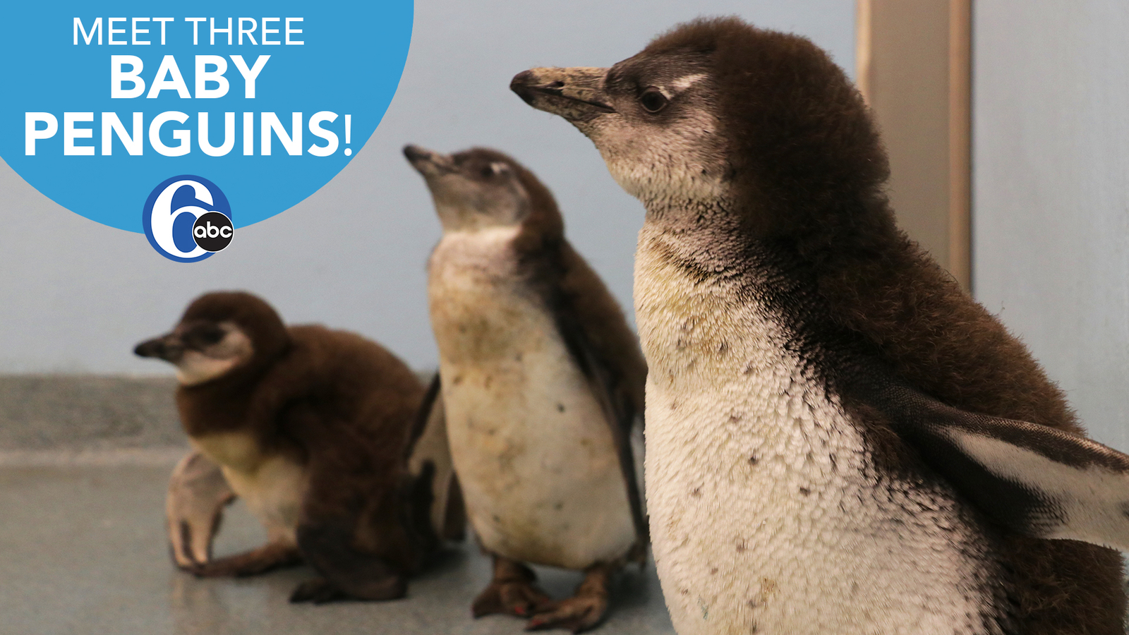 Meet three baby penguins born at Adventure Aquarium! - 6abc Philadelphia