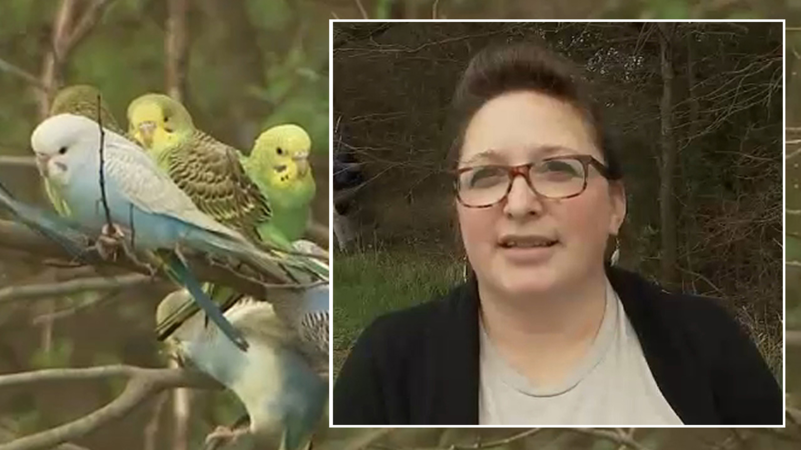 Rescue group leader gets purse stolen as she was saving dozens of ...