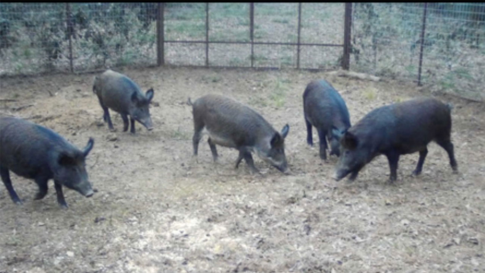 Montgomery County traps 30 feral hogs in first month of program - ABC13 ...