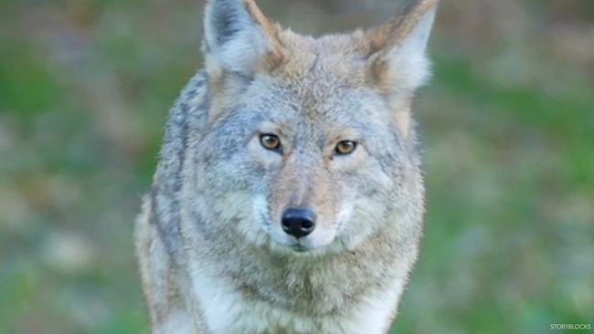 Coyotes - ABC13 Houston