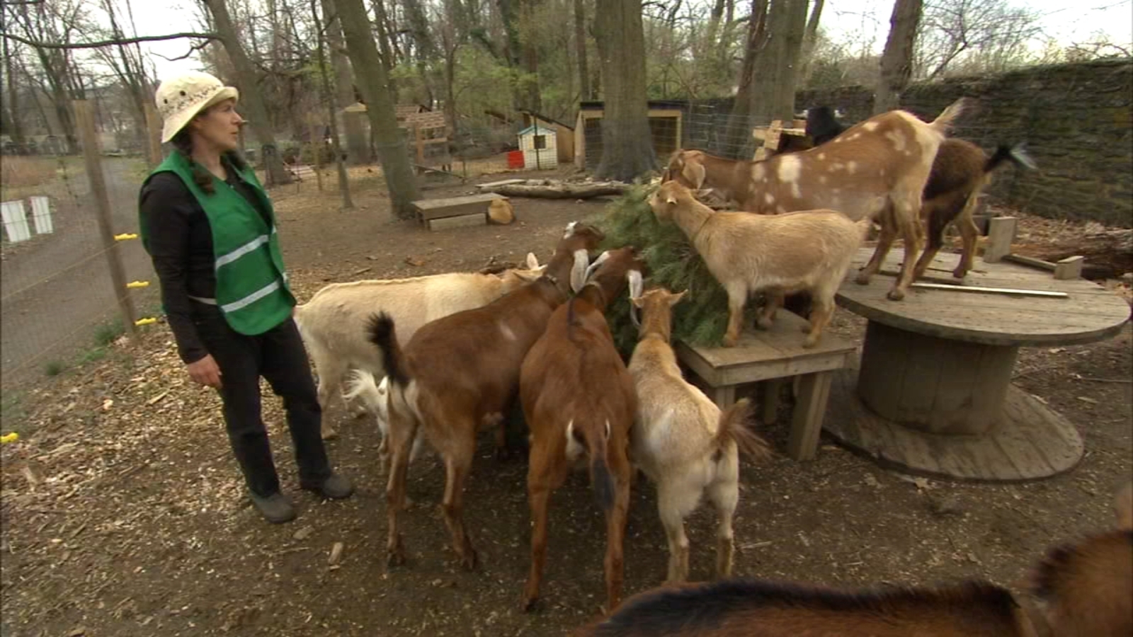 The Philly Goat Project is a one-of-a-kind agricultural program aimed ...