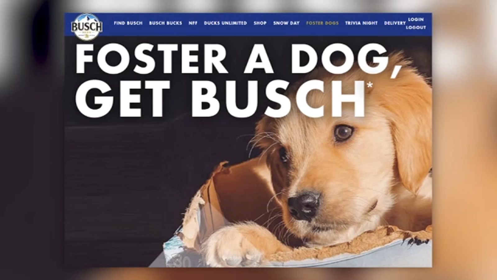 Beer and pups: Foster or adopt a dog and get 3 months of beer from ...