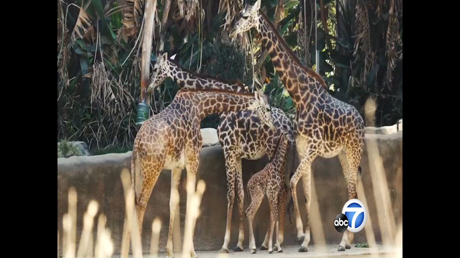 Animals at Los Angeles Zoo adapt to COVID-19 - ABC7 Los Angeles