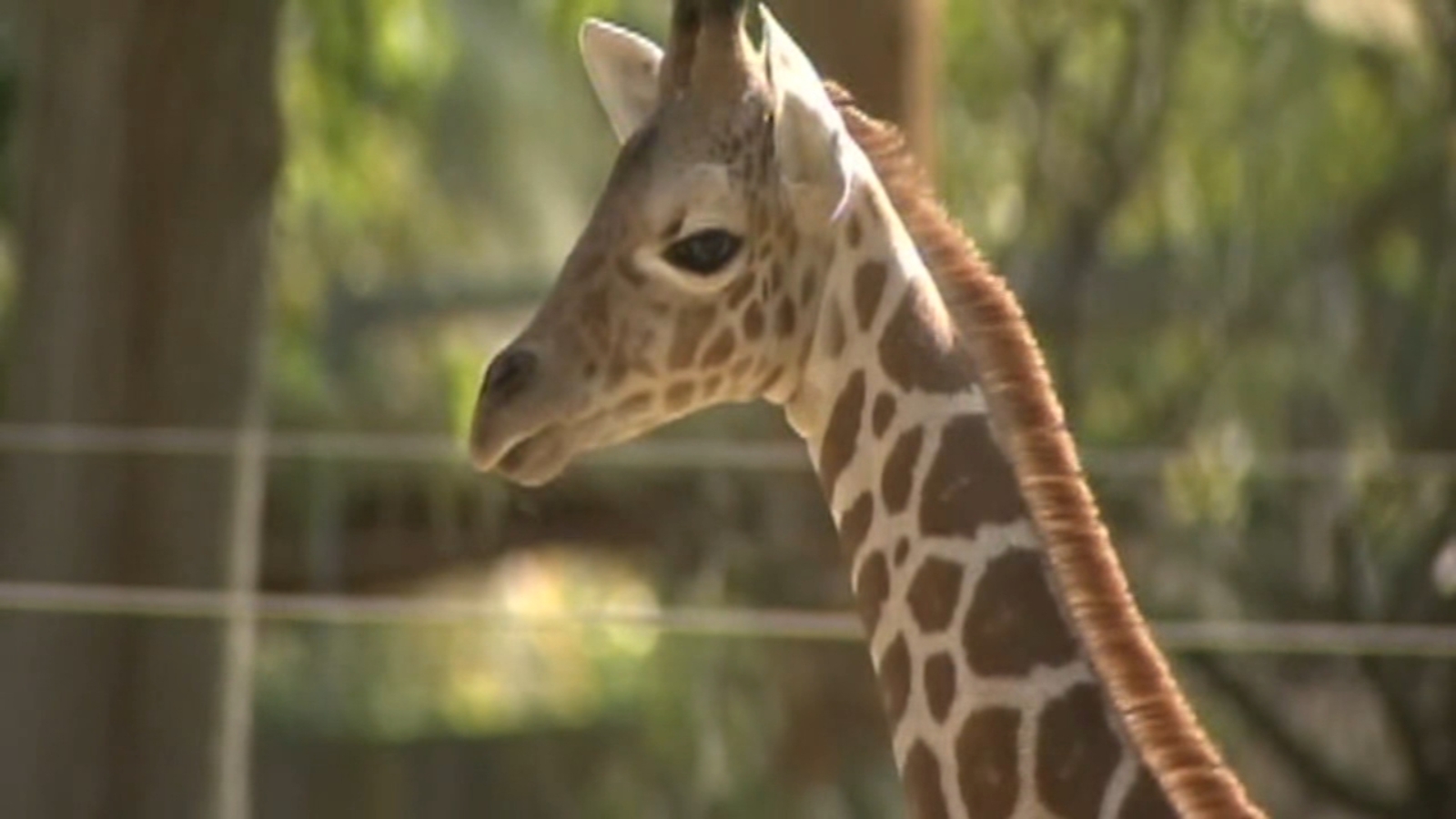 Chaffee Zoo staff, animals adapt to life under shelter-in-place order ...