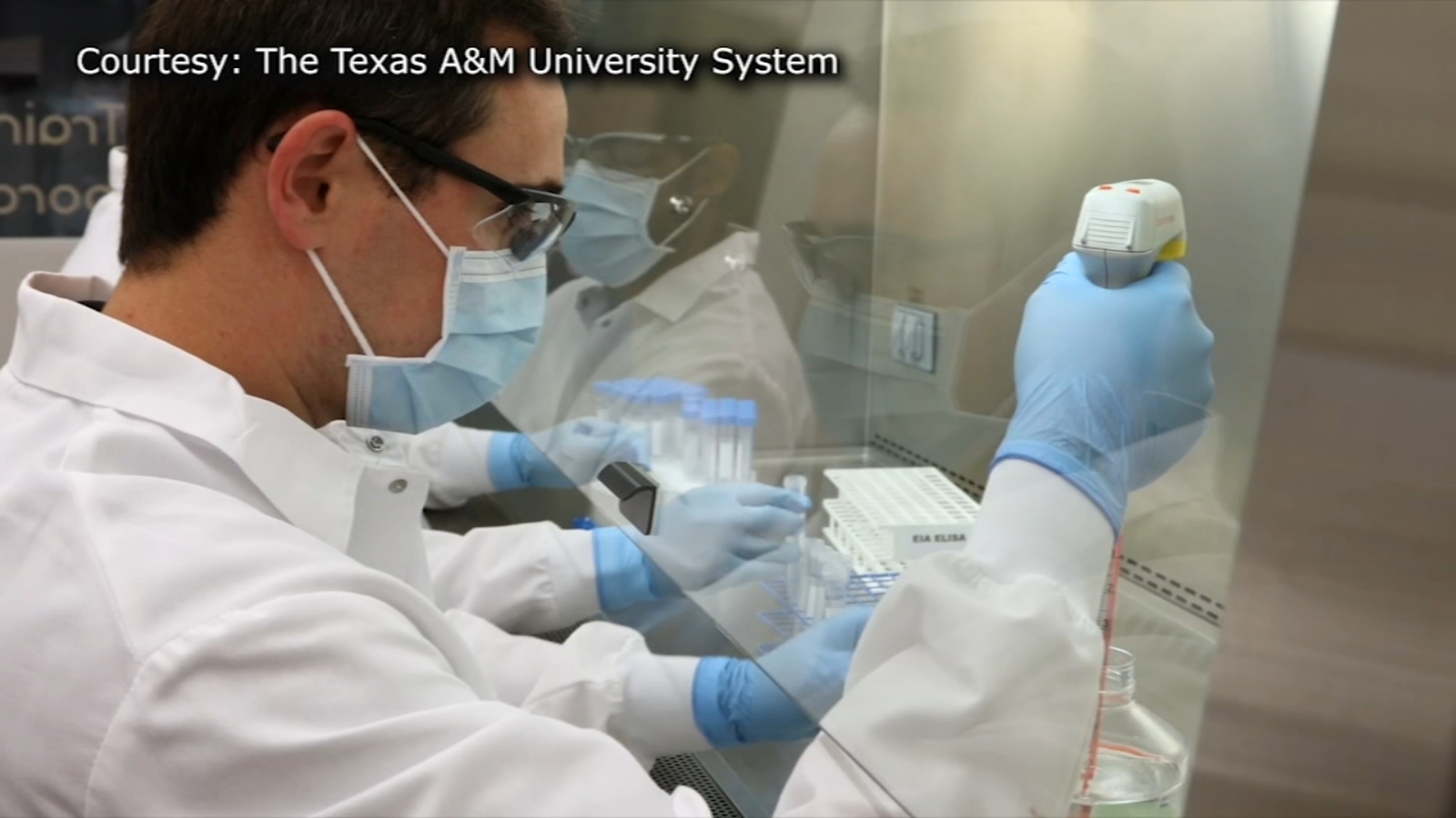 Texas A&M Veterinary Medical Diagnostic Laboratory assembles COVID-19 ...
