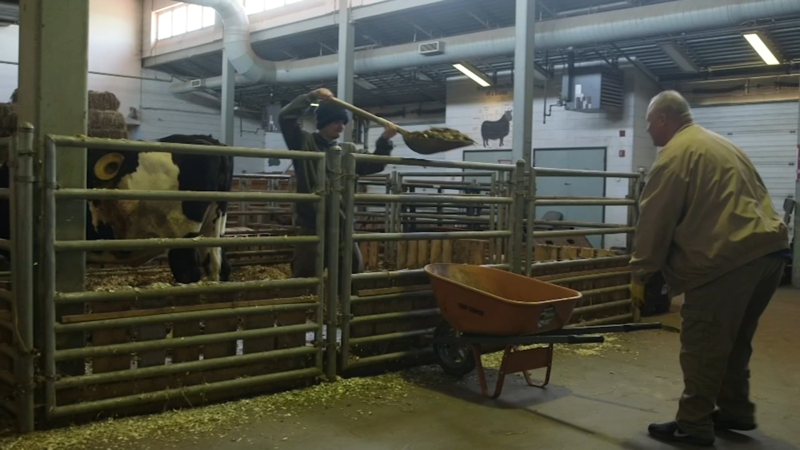 Meet the farm worker taking care of all the animals at Chicago High ...