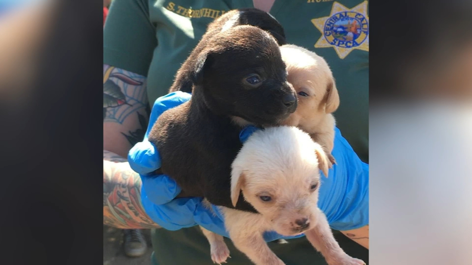 57 dogs living in deplorable conditions rescued from Sanger home ...