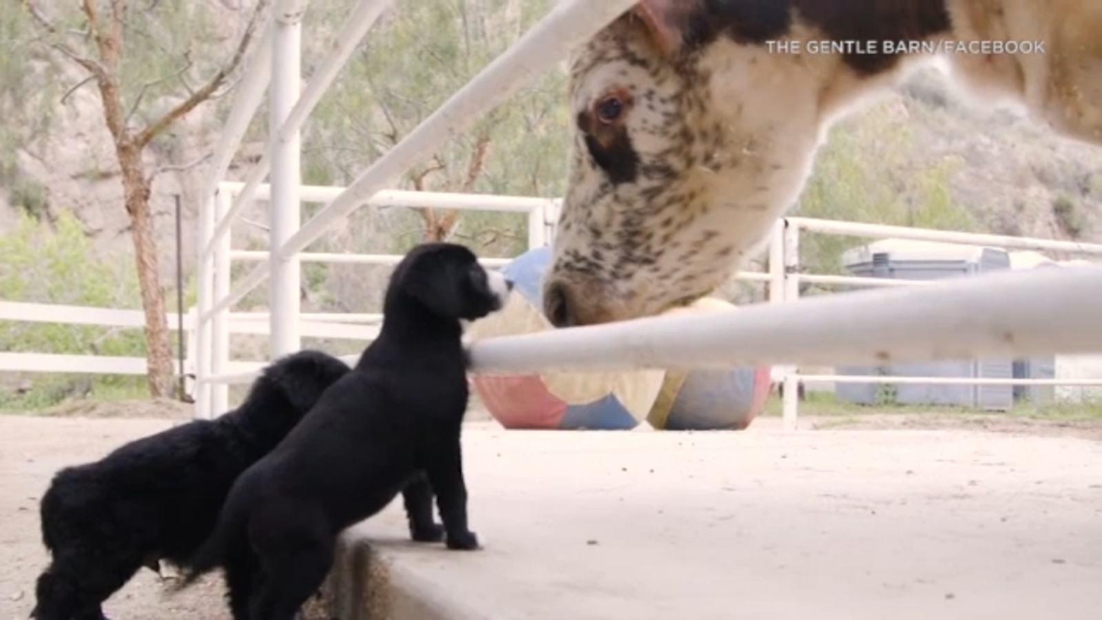 10-week-old puppies get up close and personal with animals at Santa ...