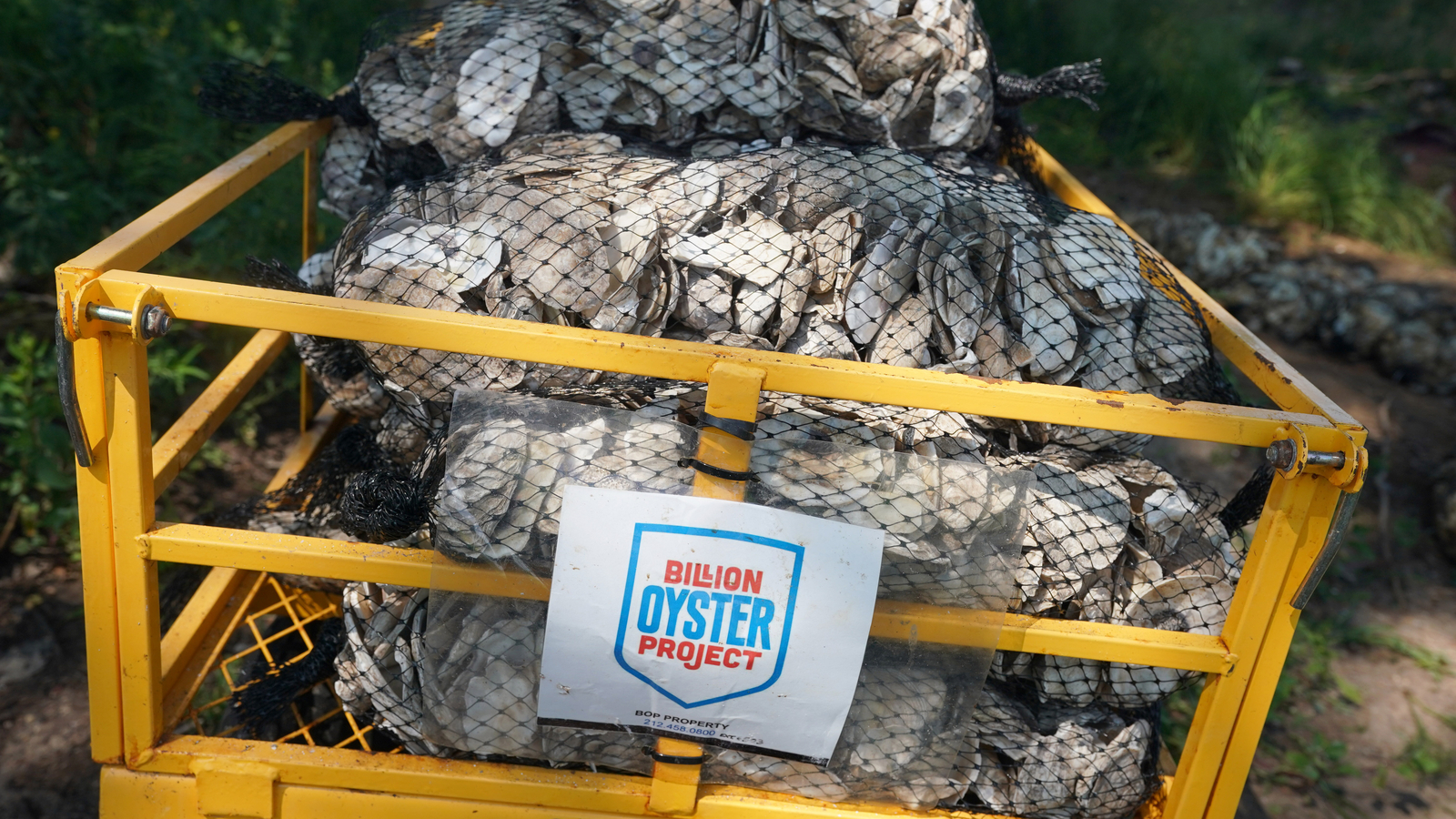 Billion Oyster Project to host 'Virtual Oyster Hour' for oyster reef ...