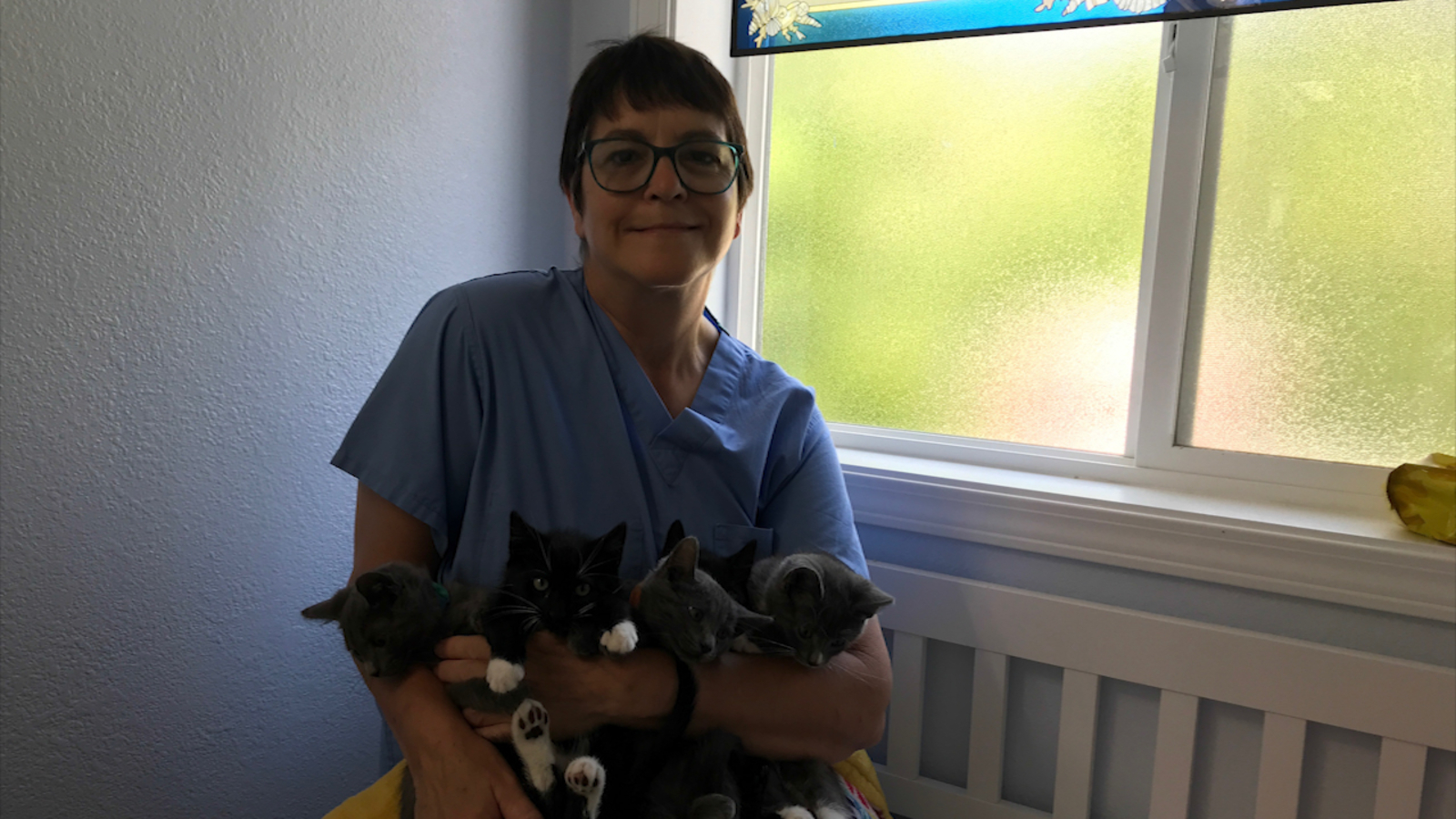 Coronavirus kindness: South Bay nurse says fostered kittens saved her ...