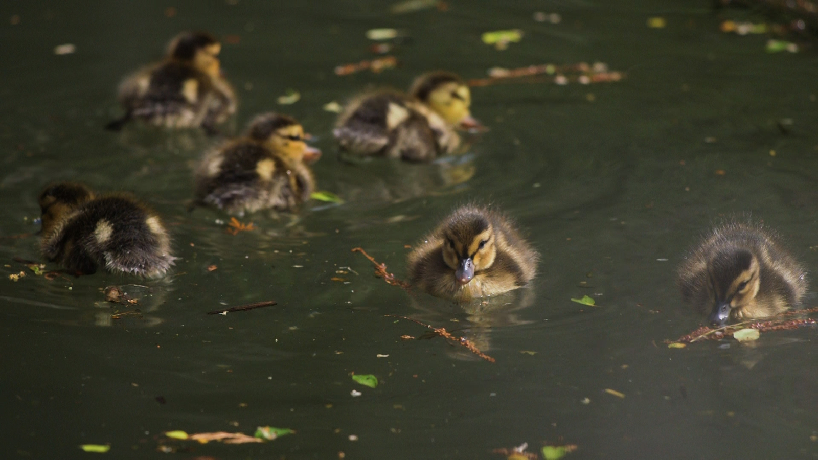 Coronavirus lockdown hobby: Professor takes care of campus ducklings ...