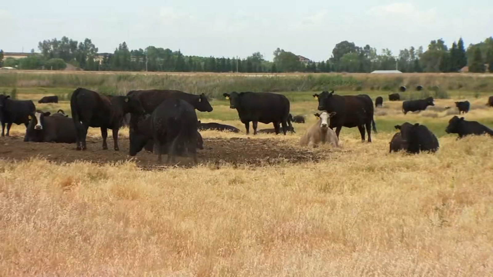 Local ranchers see demand in beef - ABC30 Fresno