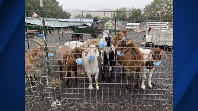 Goats on the Loose: San Jose man turns viral goat stampede video into ...
