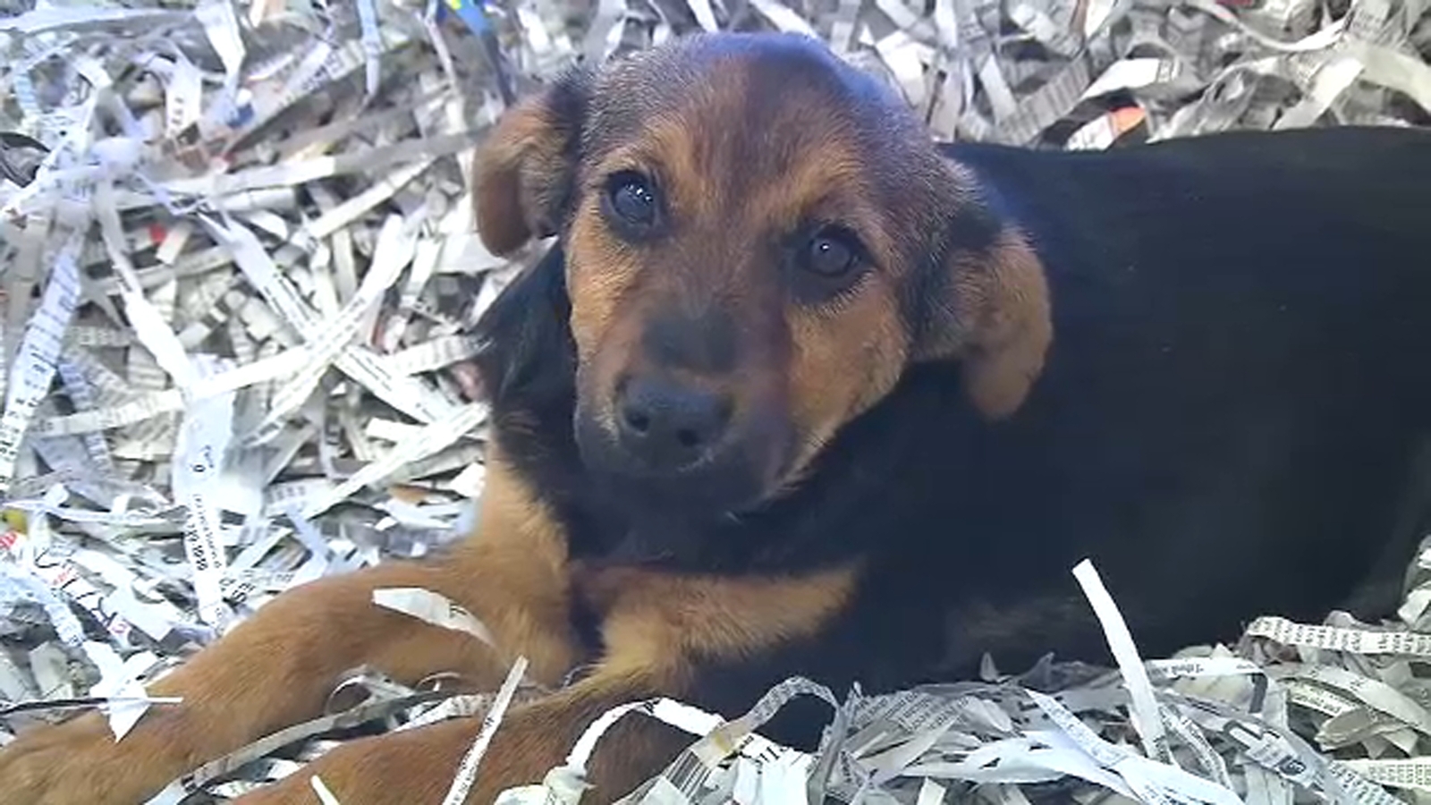 Beware of quarantine puppy scams, warns BBB - ABC30 Fresno