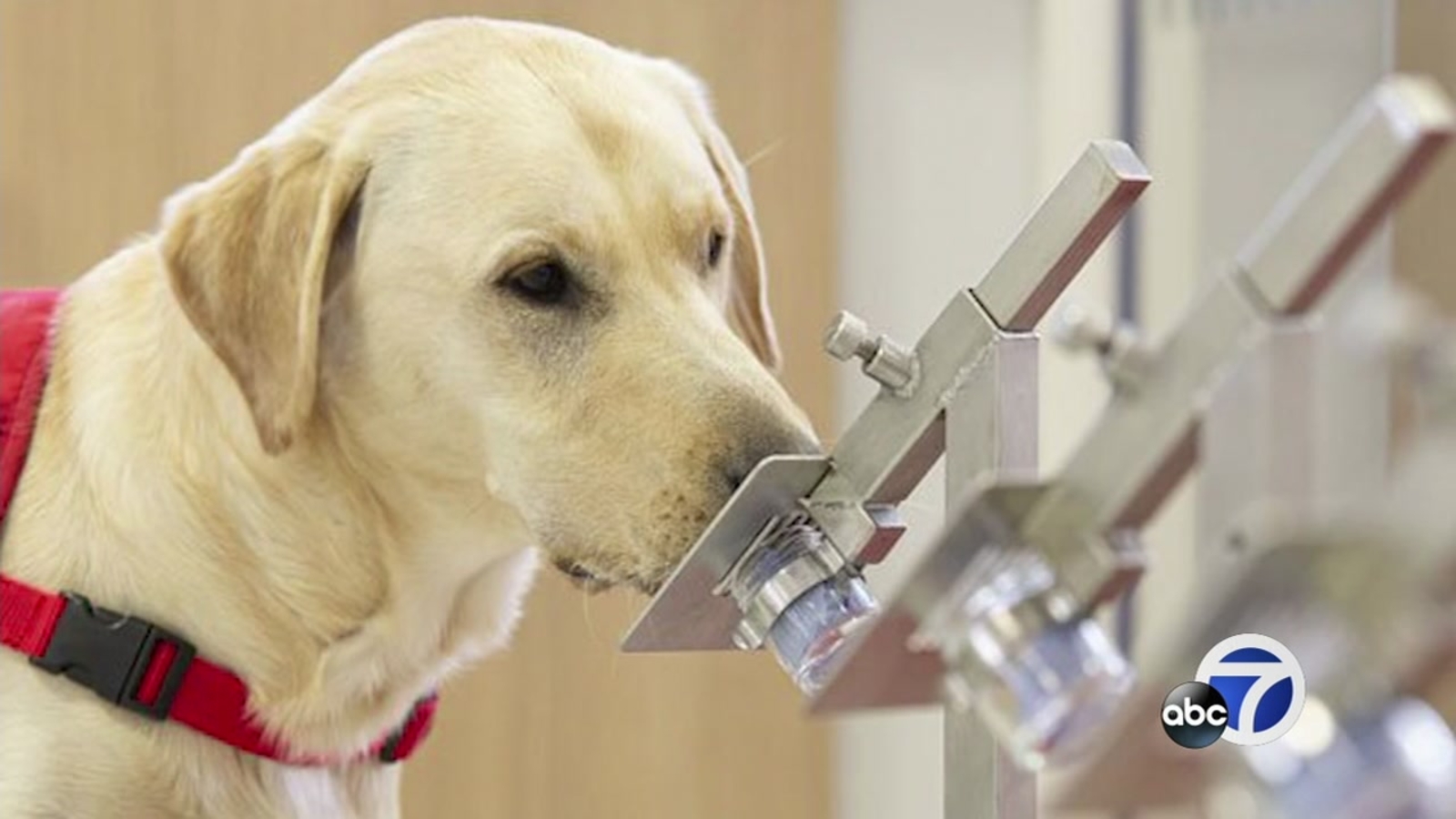 Coronavirus research: Can trained dogs detect COVID-19 in humans? Trial ...