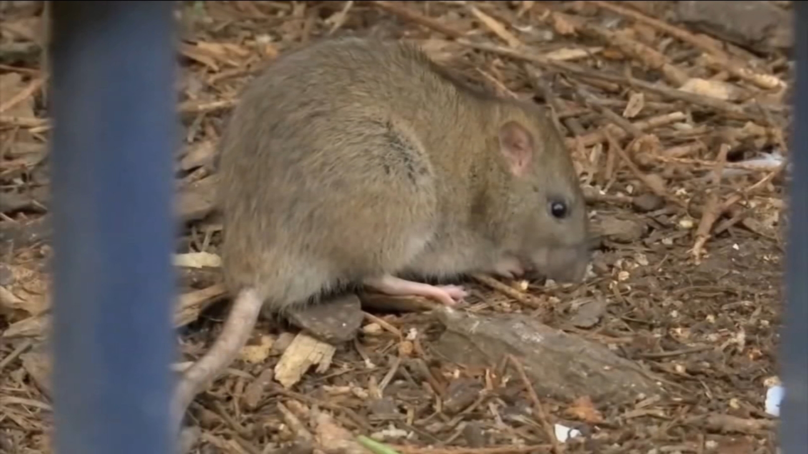 Coronavirus New York: CDC warns of aggressive rats - ABC7 New York