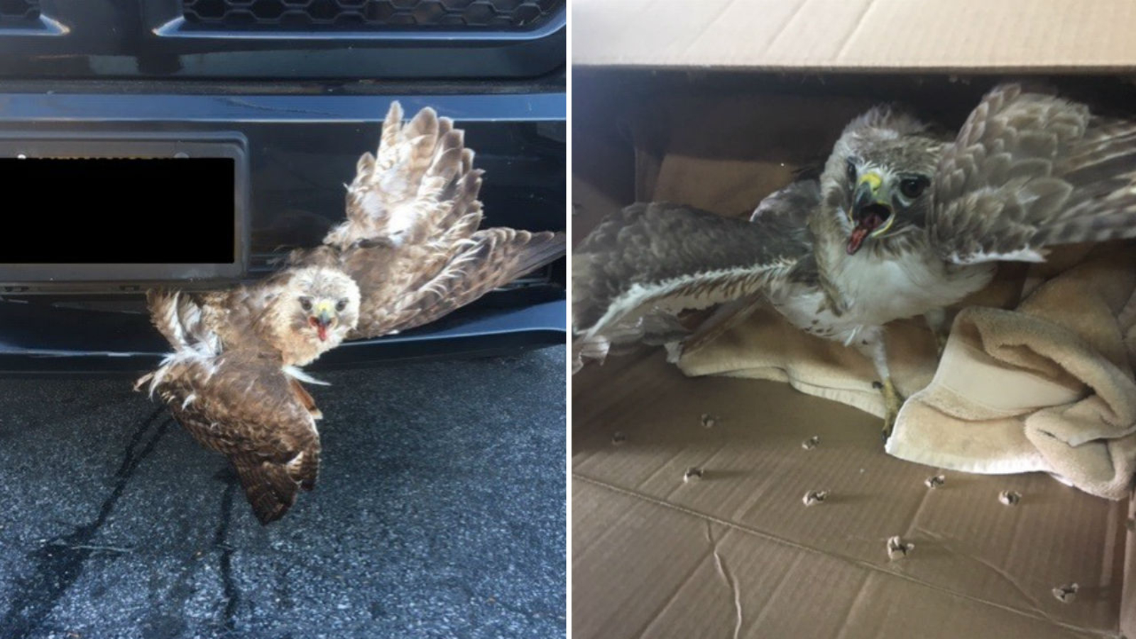 Red-tailed hawk rescued from front bumper of car in Freeport, Long ...