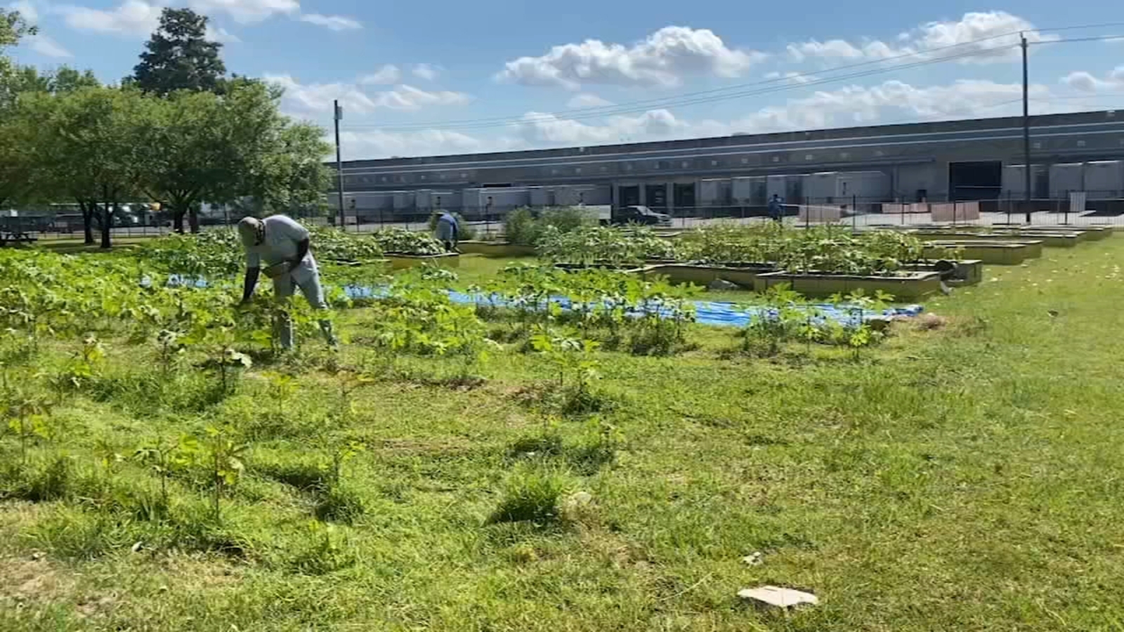 Sweetwater Farms HTX gives inner city kids fresh foods, farming skills ...