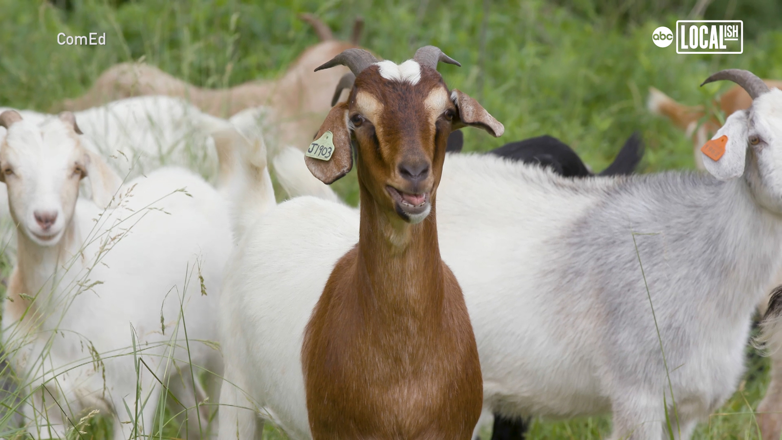 'Goatternship' hires 200 goats to help keep power on - ABC7 San Francisco