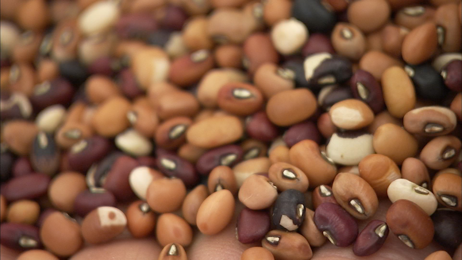 TrueLove Seeds on a mission to share culture, history through seeds ...