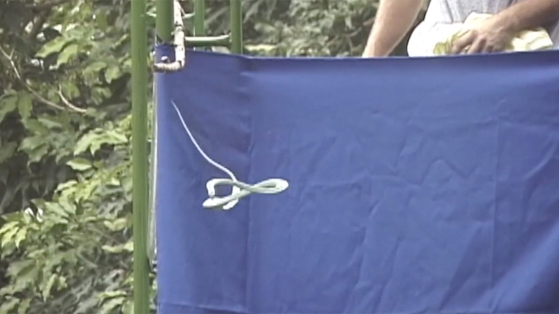 Flying snakes? Here's how chrysopelea paradisi, the paradise tree snake ...