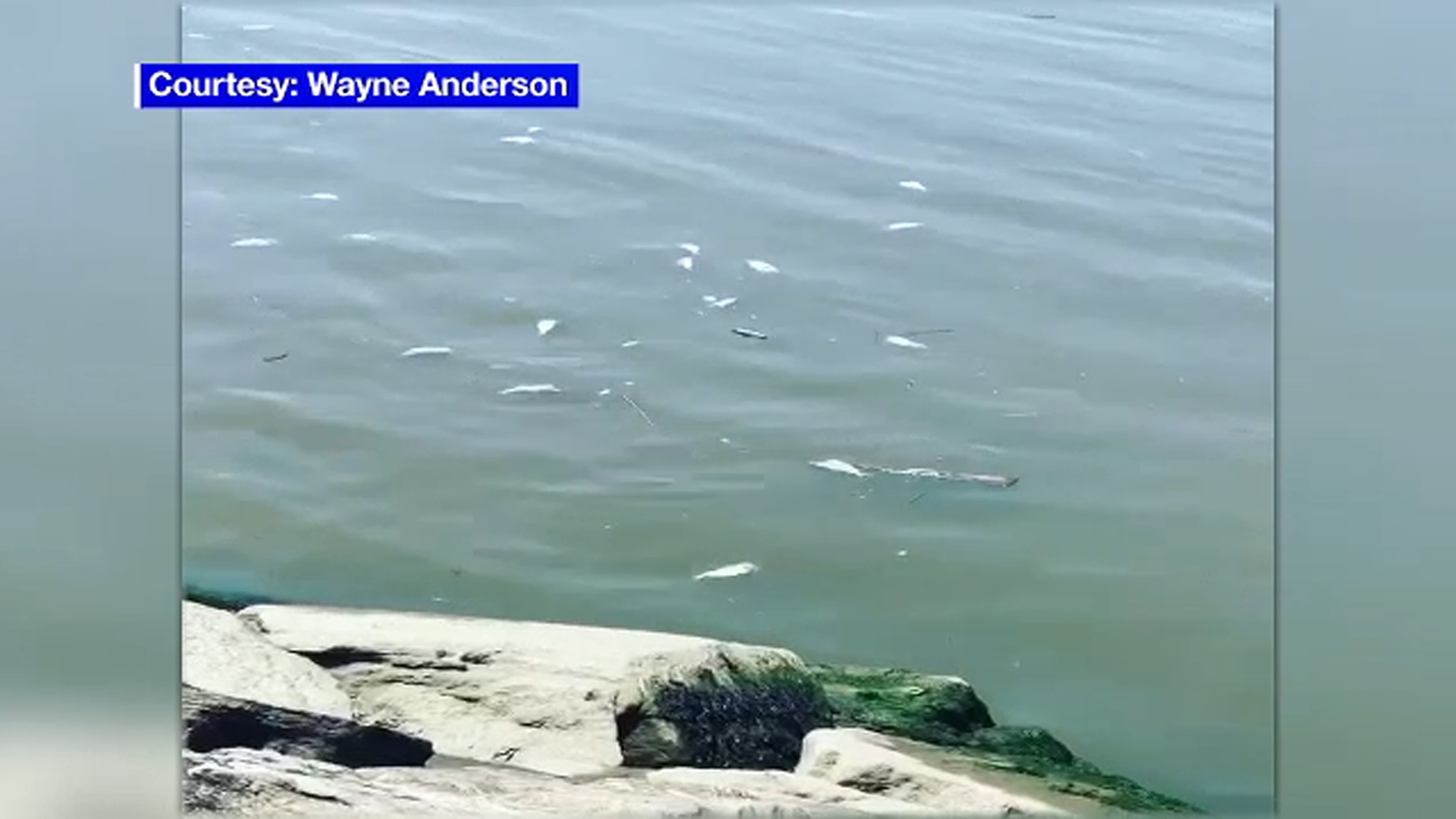 Hundreds of dead fish spotted floating in Hudson River - ABC7 New York