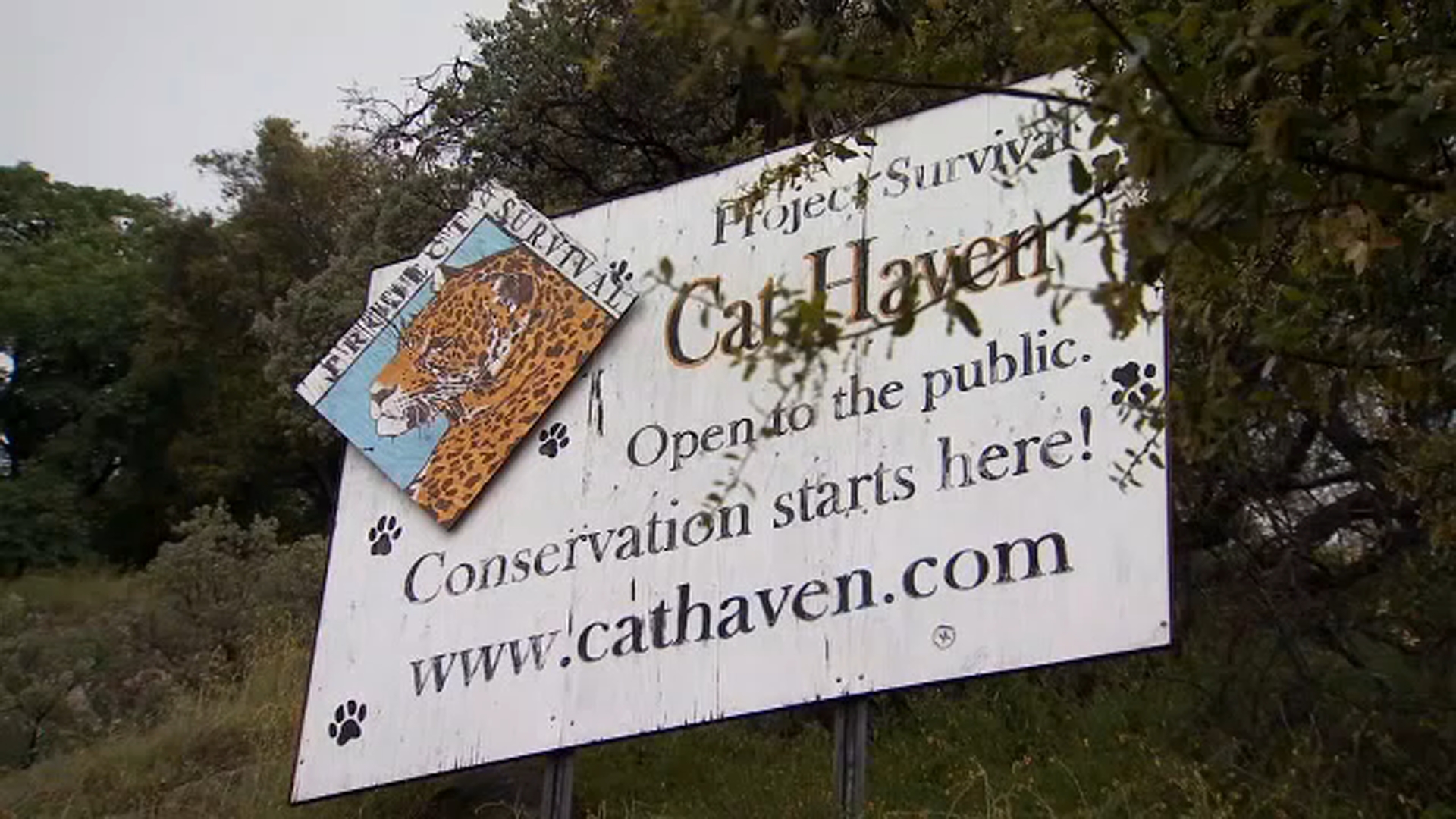 Project Survival's Cat Haven hoping to get new crates for big cats ...
