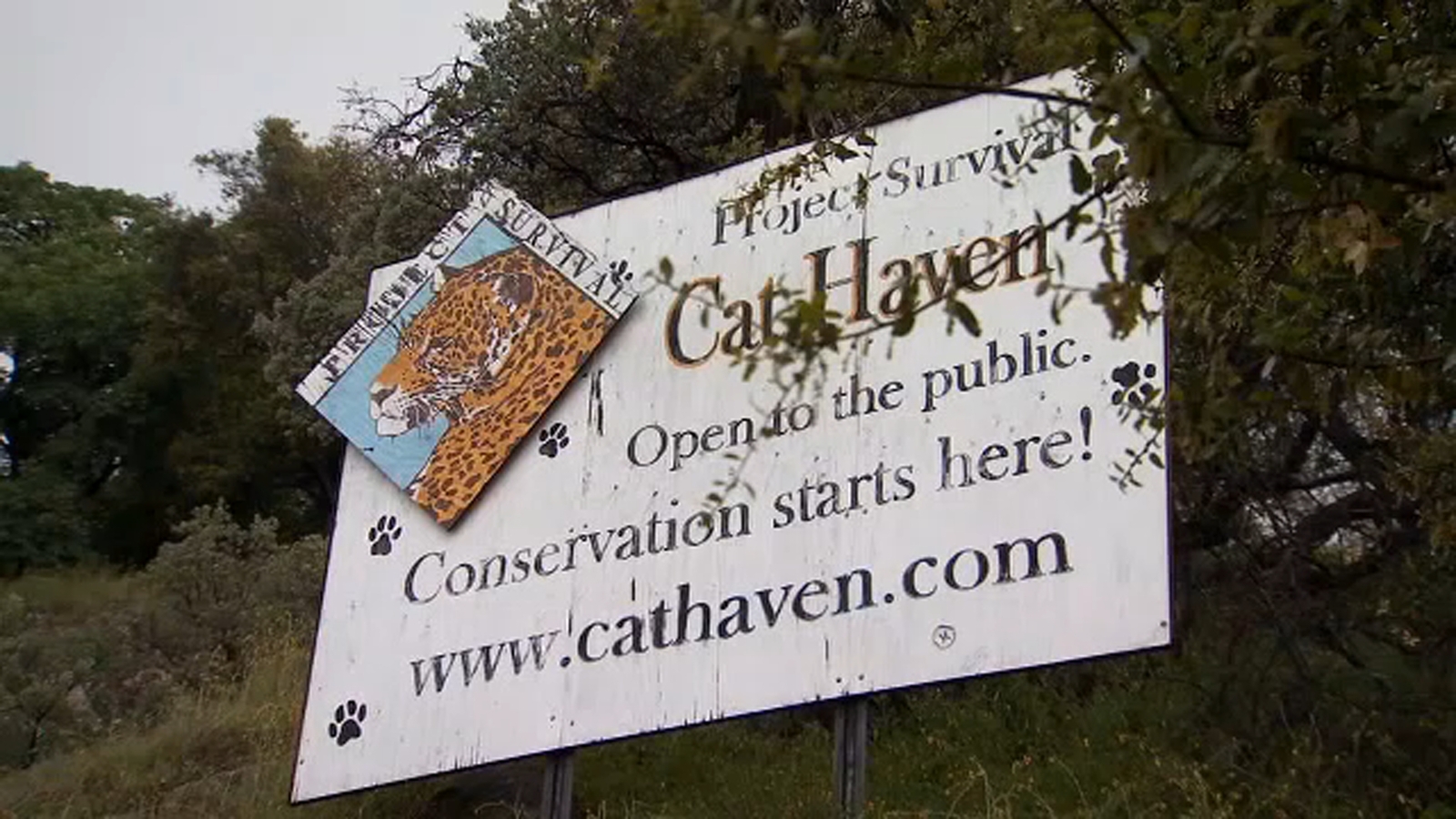 Project Survival's Cat Haven hoping to get new crates for big cats ...
