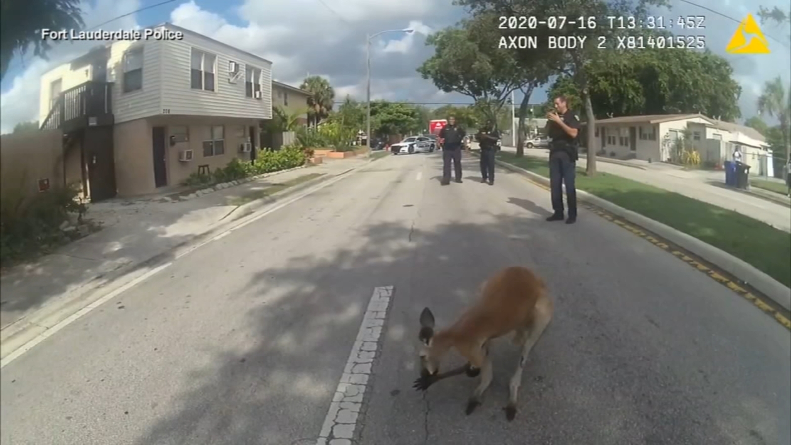 Police capture kangaroo bouncing through Fort Lauderdale, Florida ...