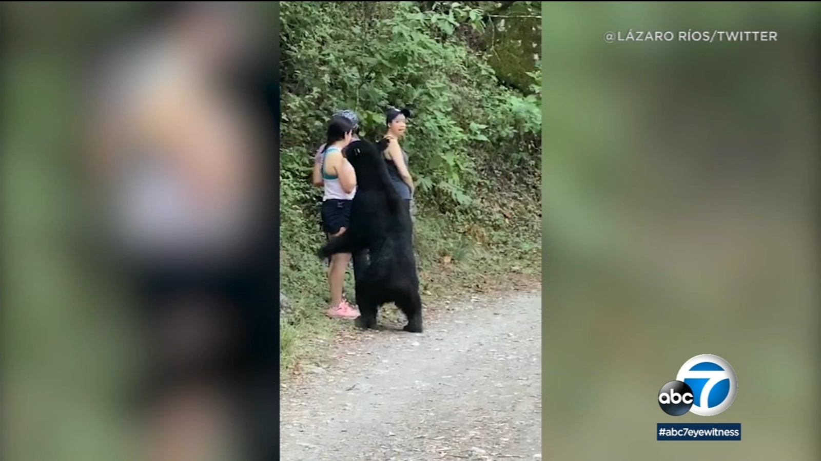 Woman takes selfie as bear sniffs her hair on hiking trail in Mexico ...
