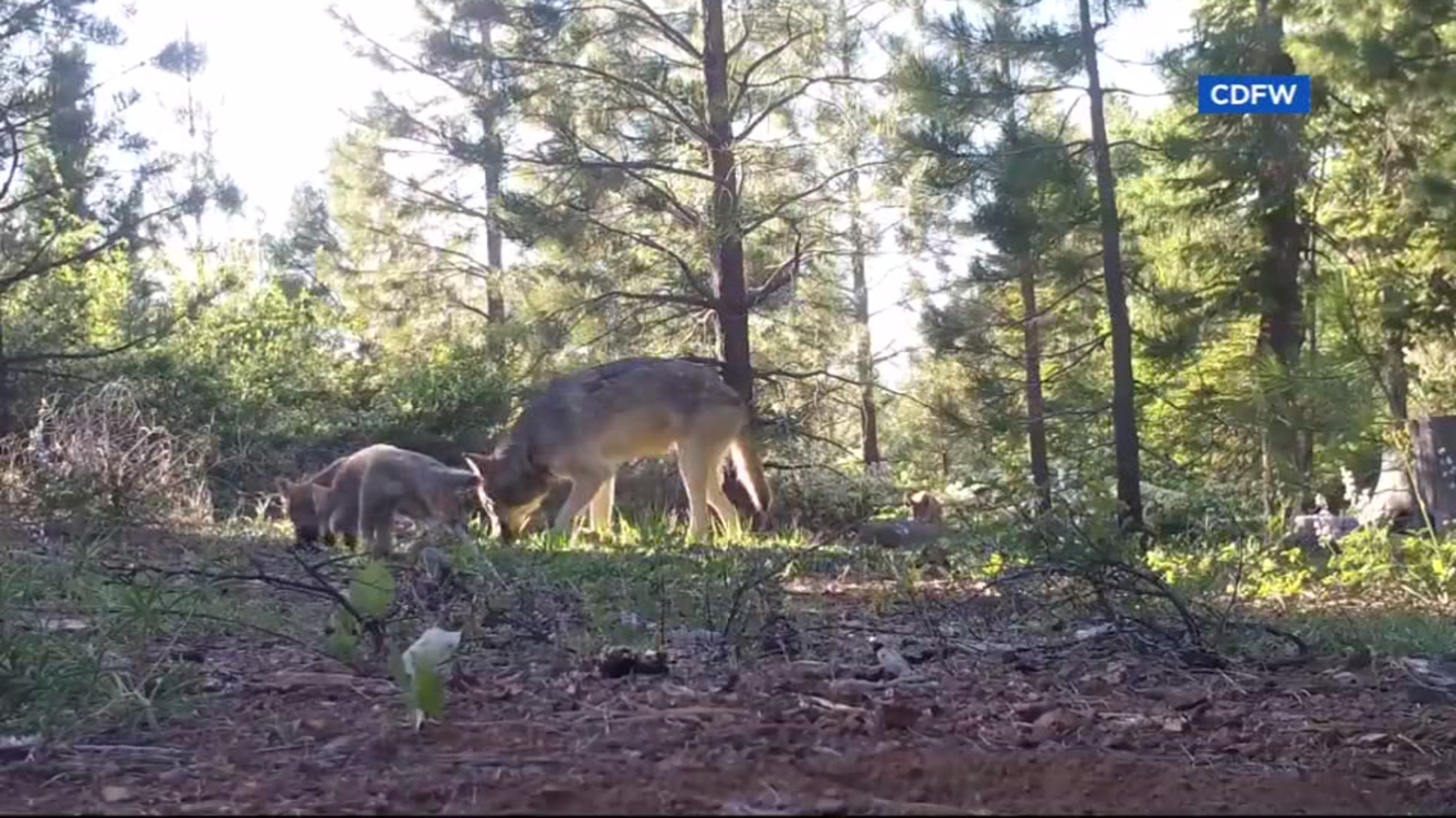 Lassen Pack, Northern California's only known wolf pack gets bigger ...