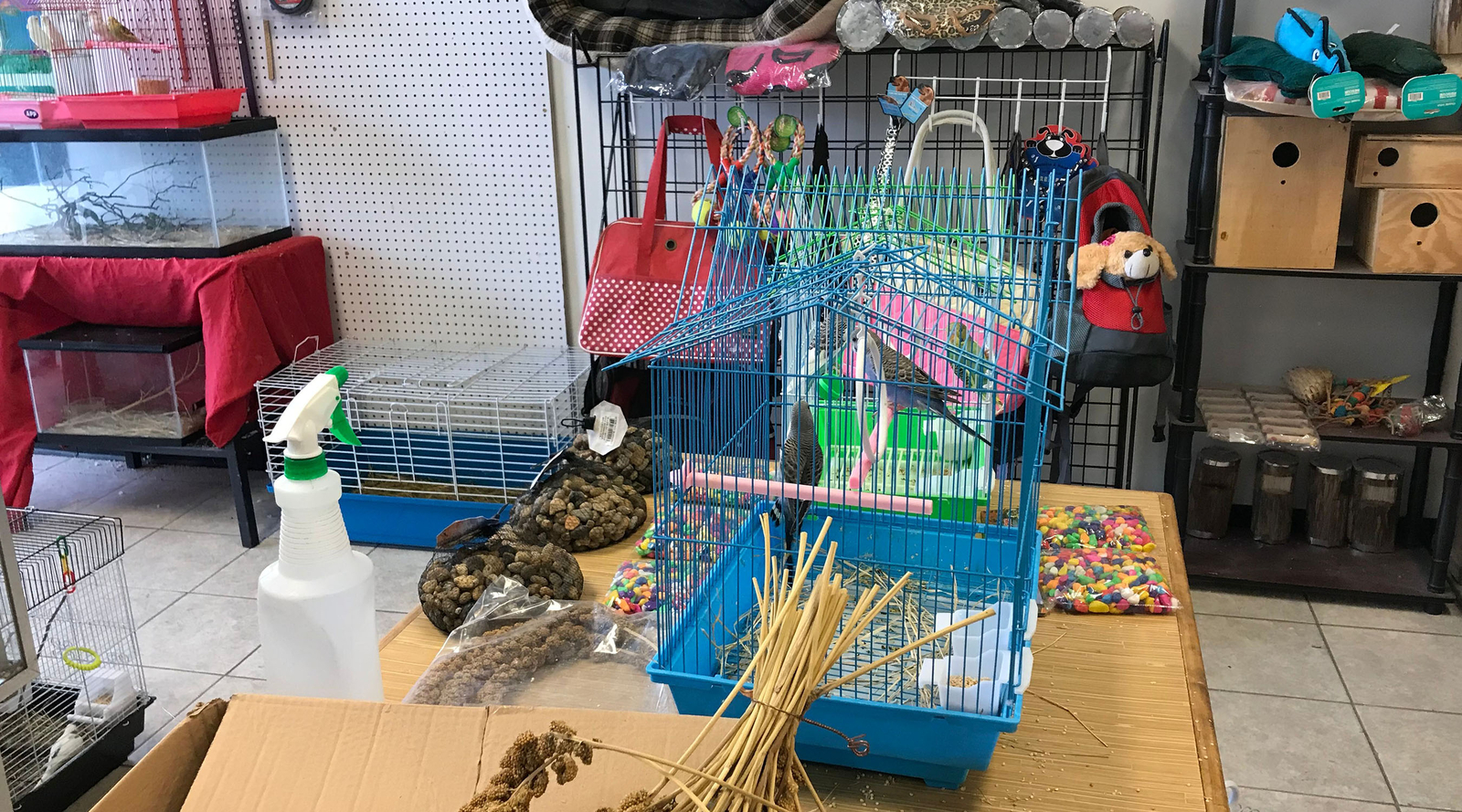 60 malnourished animals rescued by Houston SPCA from pet store in ...