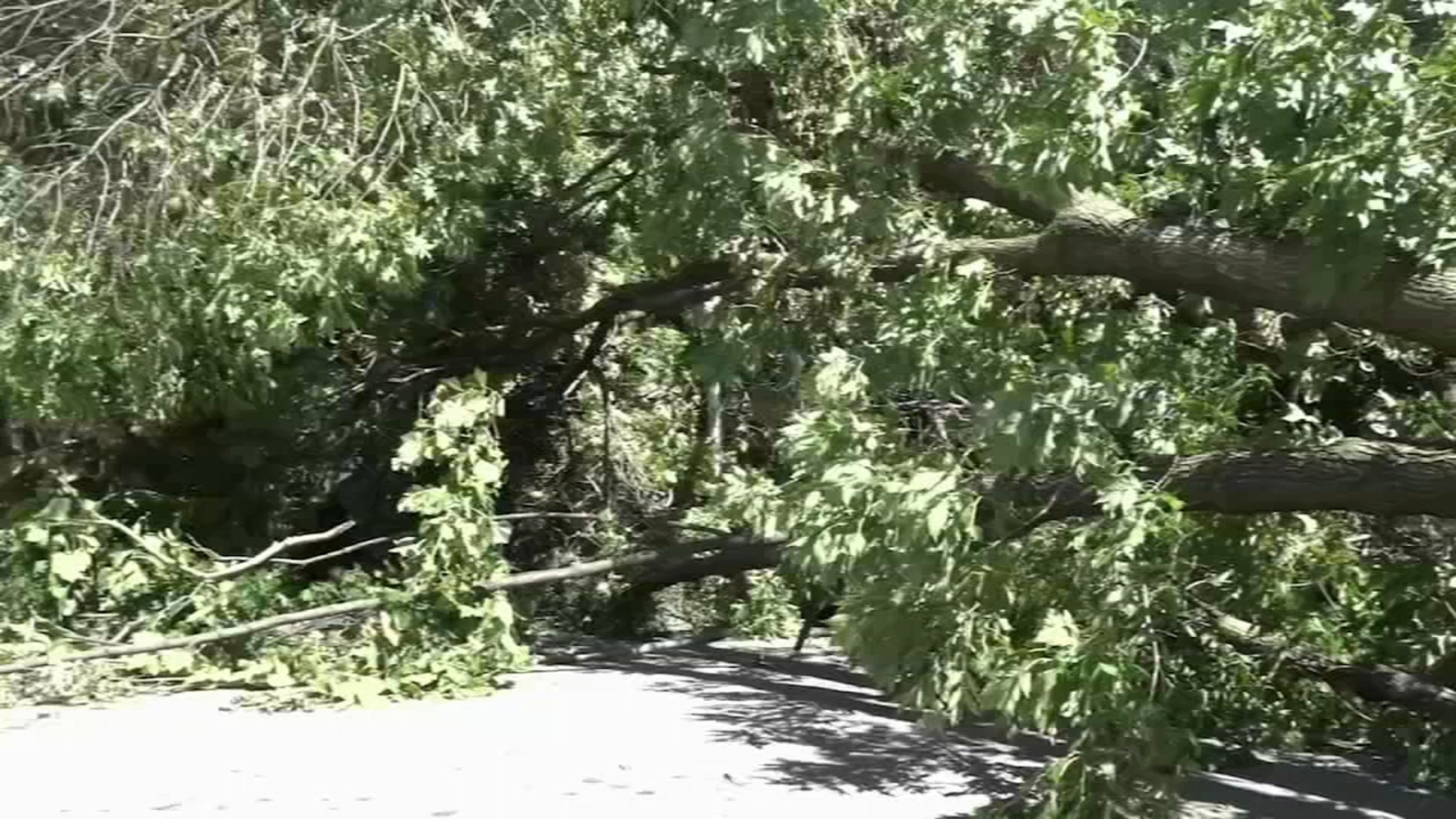 Chicago crime: Police issue Rogers Park community alert about tree ...