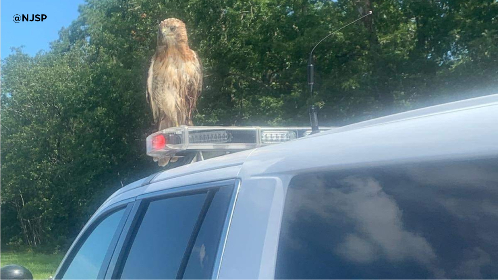New Jersey authorities search for injured hawk after it perched on ...