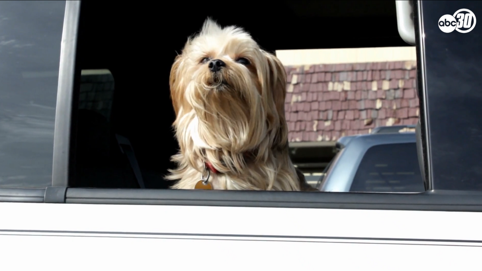 Know the Road with the CHP: Can I drive with my dog on my lap? - ABC30 ...