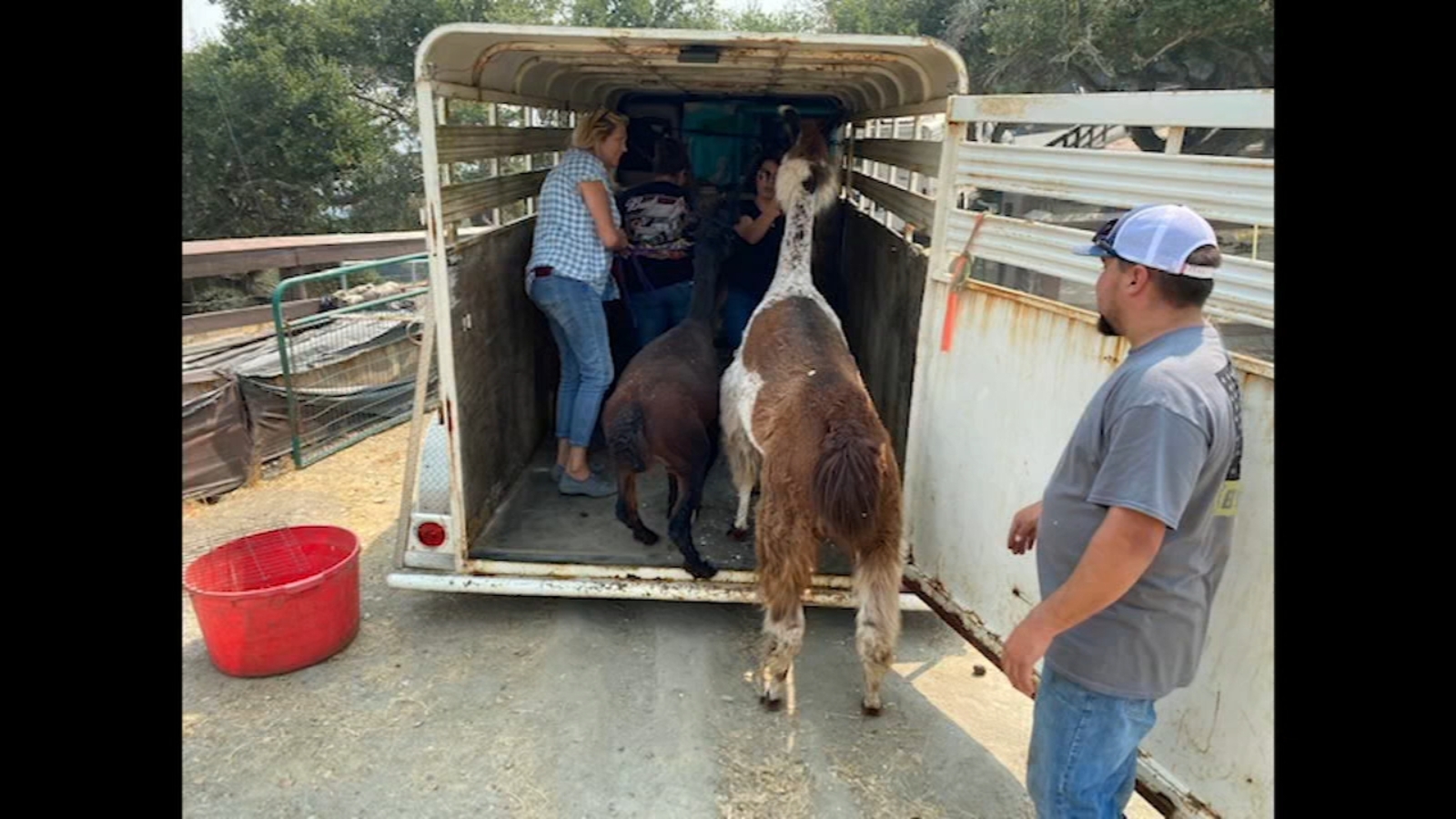 Clovis man rescues over 1,000 animals left behind during wildfire ...