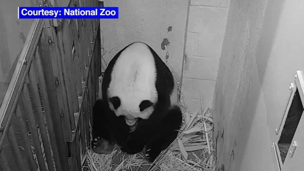 Giant Panda Gives Birth Giant Panda Gives Birth To Third Cub At