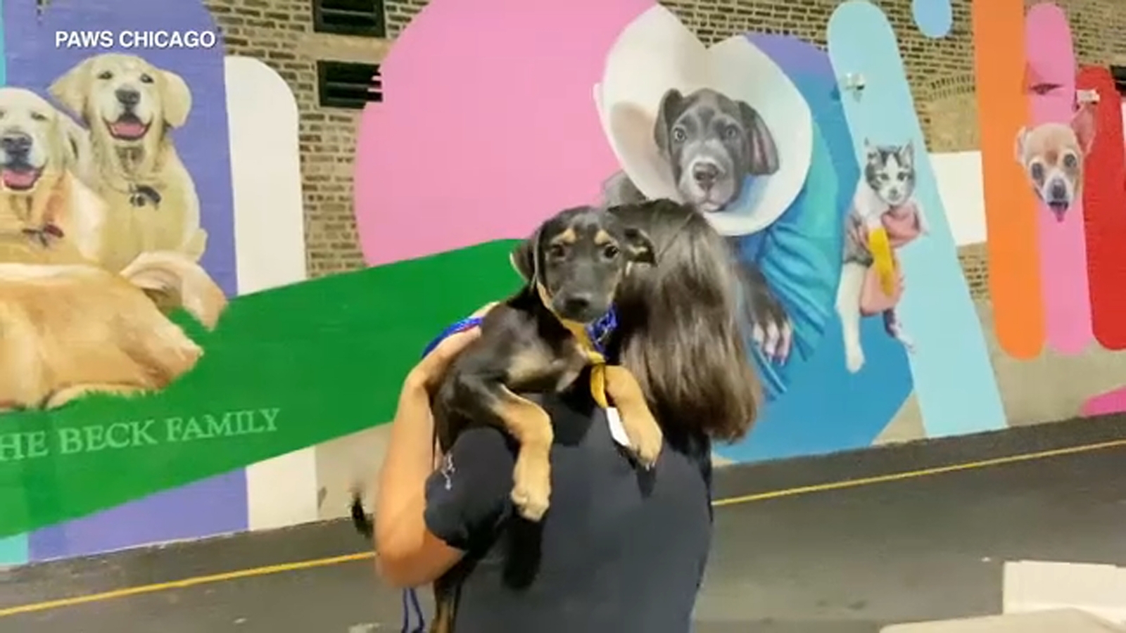 Laura Hurricane 2020: PAWS Chicago volunteers bring dozens of dogs ...