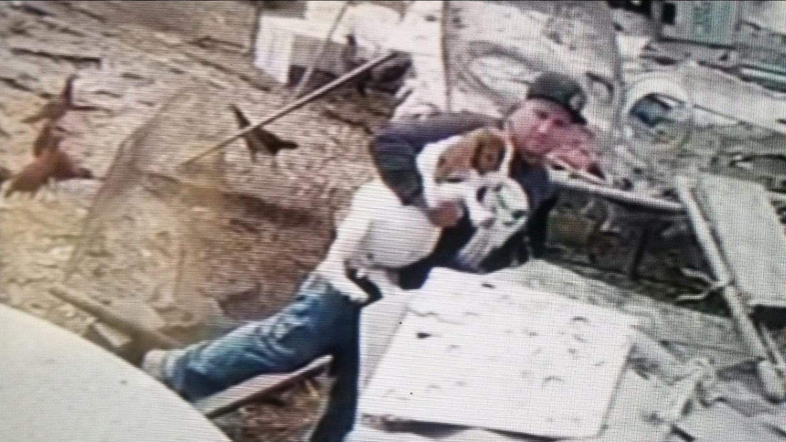 Tulare County Sheriff's Office looking for man who stole baby goats ...