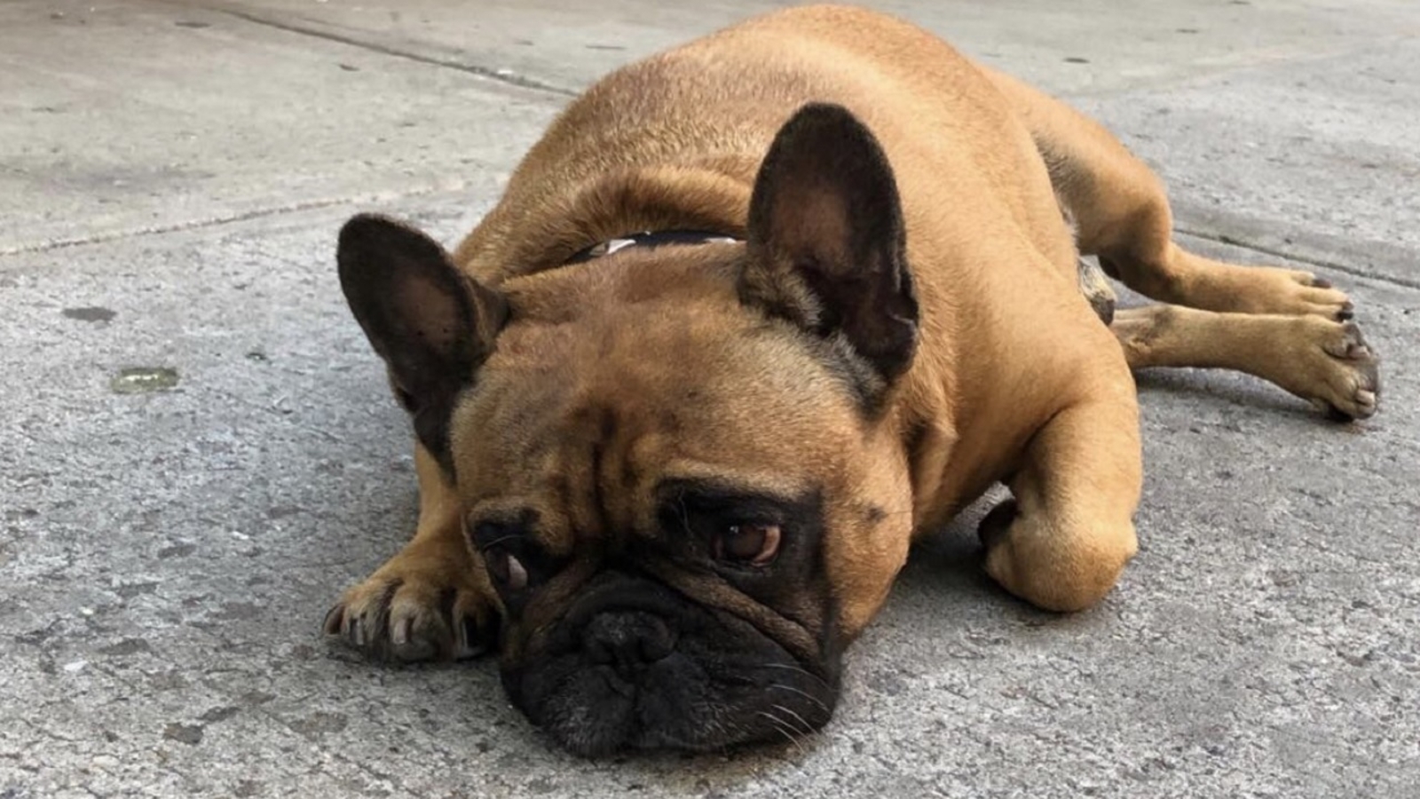 Beloved SoHo dog, 'Bruno' goes missing, later found in Westchester ...