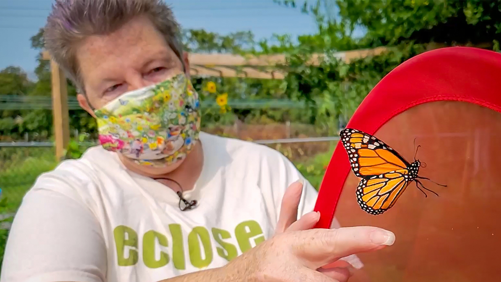 Illinois joins pact to protect monarch butterfly habitat - ABC7 Chicago